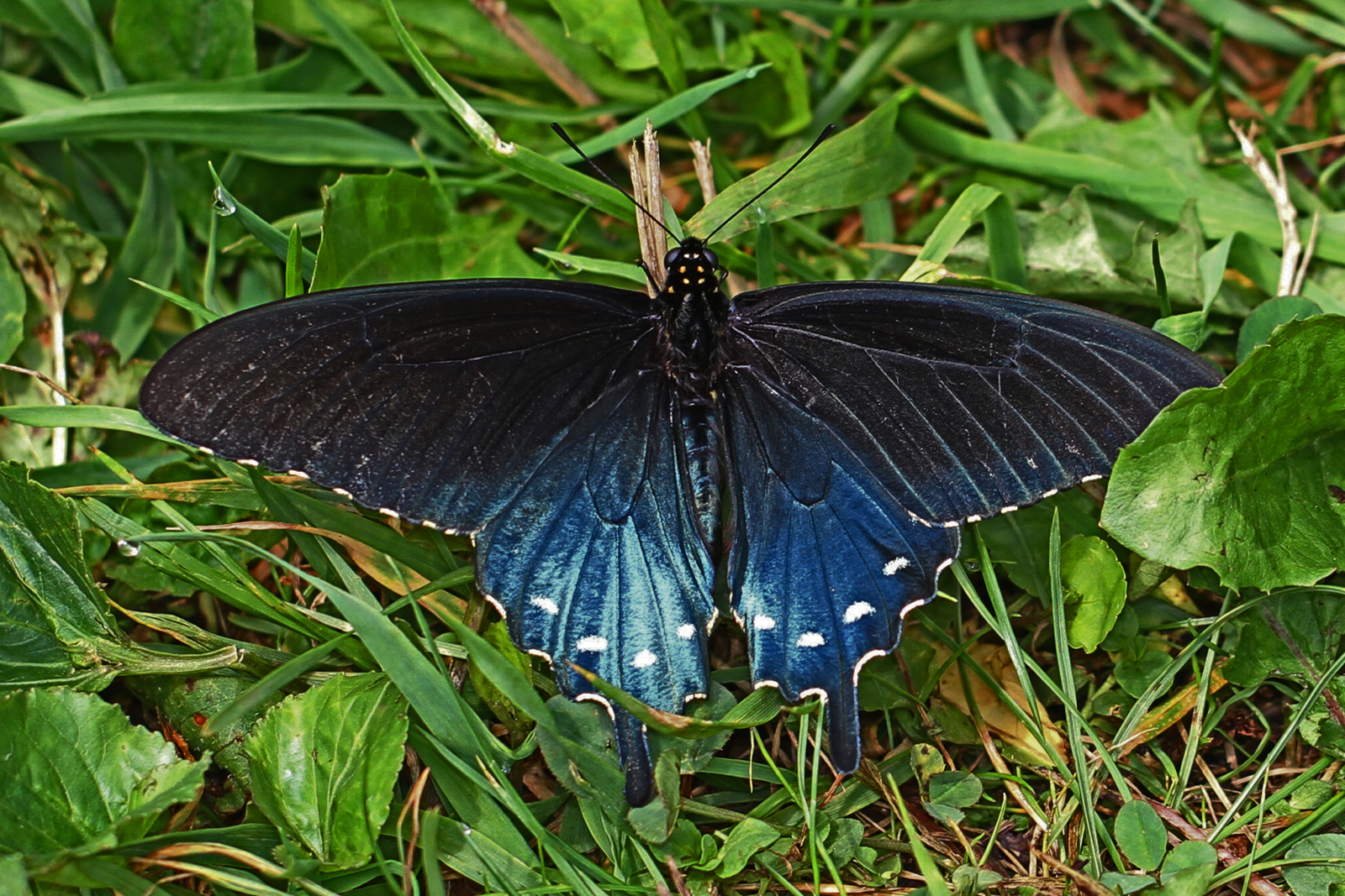 Archivo: Pipevine Swallowtail - Battus philenor, Great Smoky Mountains ... Archivo: Pipevine Swallowtail - Battus philenor, Great Smoky Mountains ...