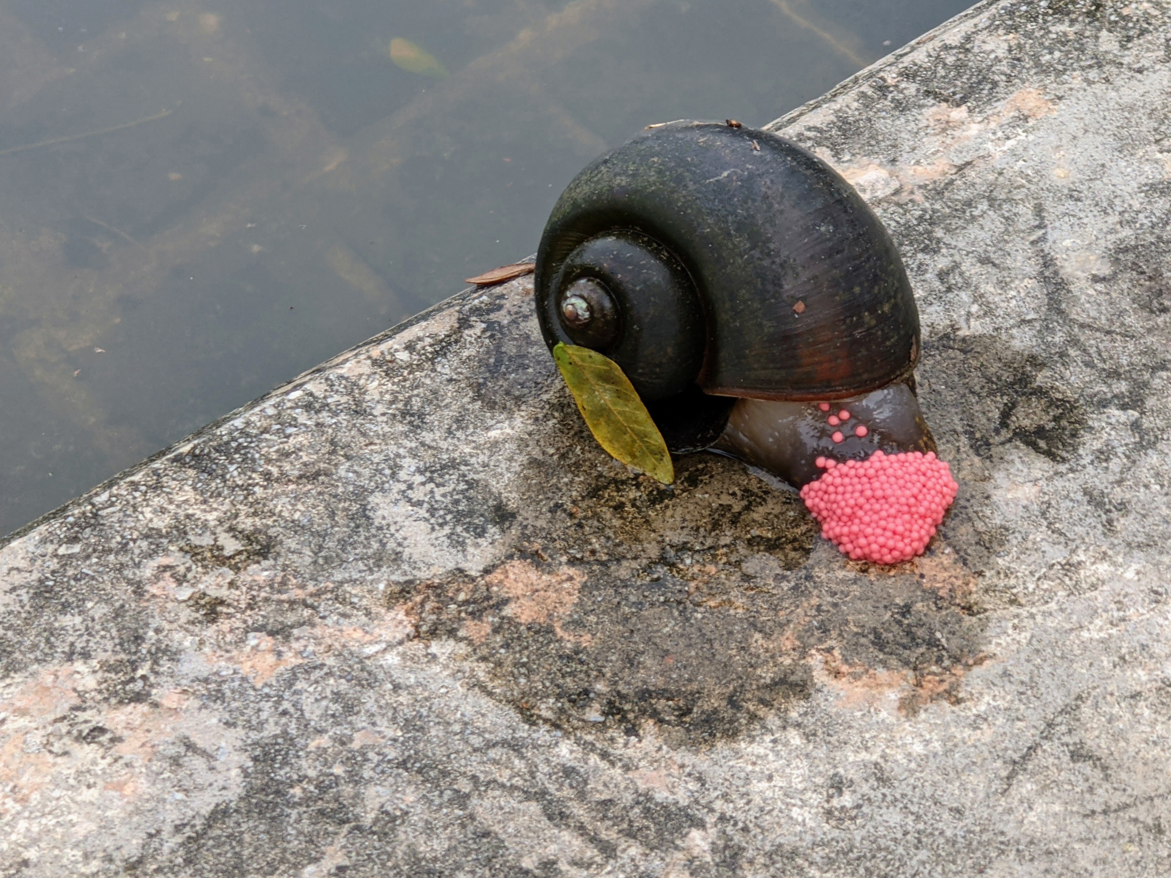 Archivo: Golden apple snail laying eggs, Singapore