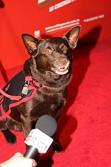 Red Dog para Niños