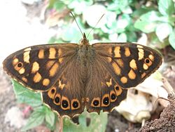 Maculada canaria para Niños
