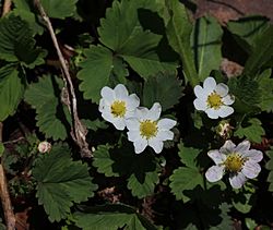 Fragaria iinumae para Niños