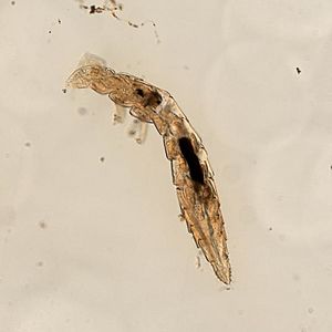 Proturos para Niños