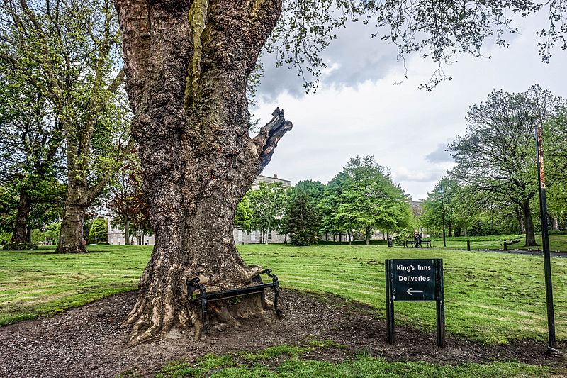 Archivo: Hungry Tree at King’s Inns, Dublin-17565181402