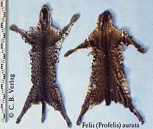 Gato dorado africano para Niños