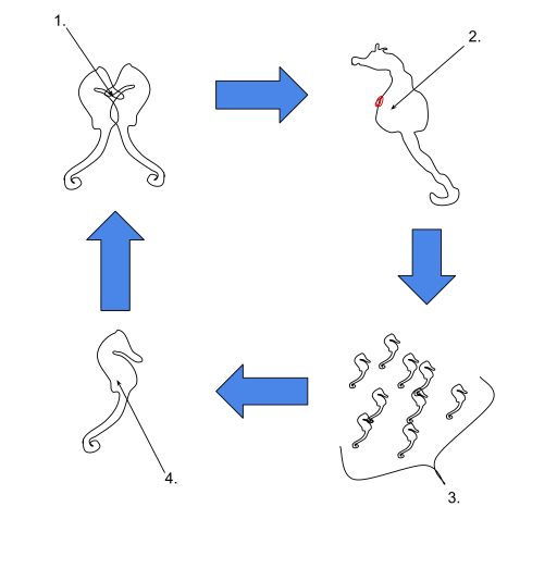 Archivo: Seahorse Life Cycle