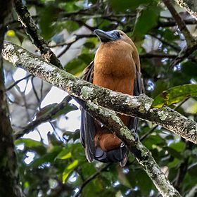 Pájaro capuchino para Niños