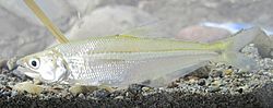 Acestrocephalus anomalus para Niños