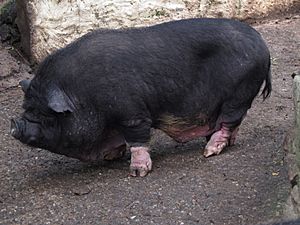 Cerdo doméstico para Niños