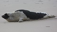 Foca pía para Niños