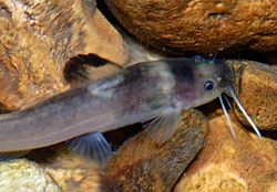 Noturus exilis para Niños