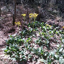 Rabanillo para Niños