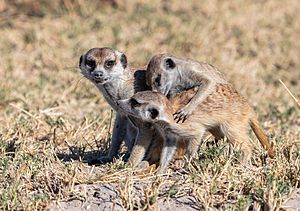 Suricata para Niños