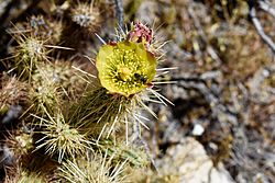 Cylindropuntia wolfii para Niños