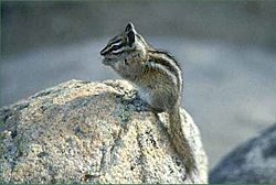 Neotamias palmeri para Niños