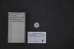 Trimusculus conicus para Niños