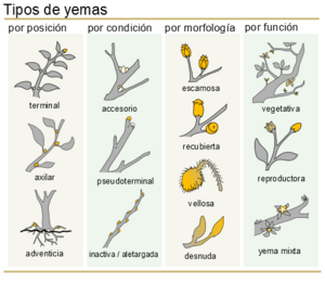 Yema axilar para Niños