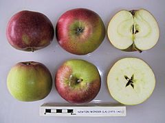 Newton Wonder (manzana) para Niños