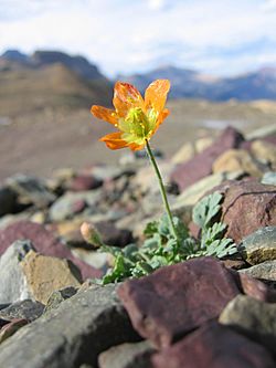 Papaver pygmaeum para Niños