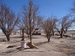 Pique Chela para Niños
