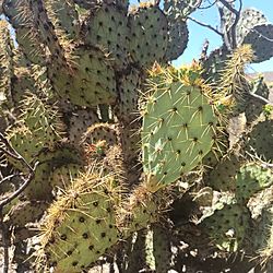 Opuntia engelmannii para Niños