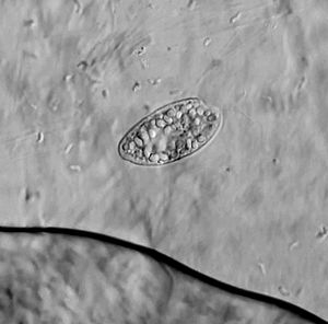 Chromista para Niños