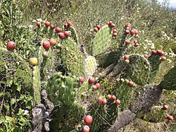 Nopal rastrero para Niños
