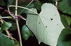 Vitis cinerea para Niños