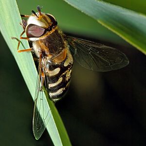 Sírfidos para Niños