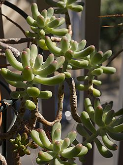 Dedos de Dios para Niños