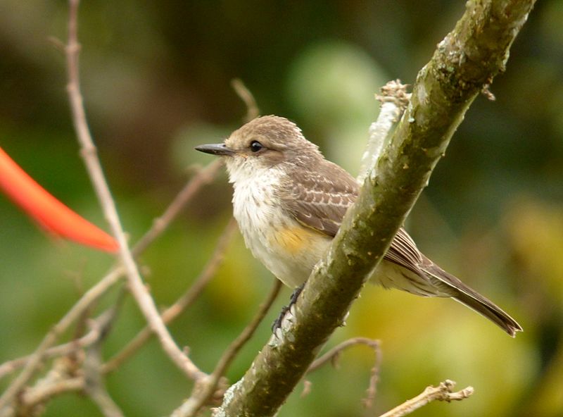 Archivo: Pyrocephalus obscurus (hembra), Colombia