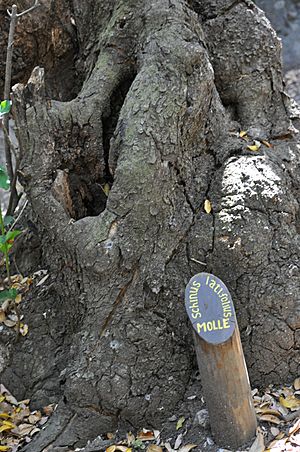 Parque nacional La Campana para Niños