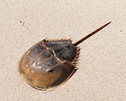 Limulus para Niños