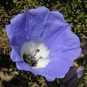 Suspiro azul para Niños