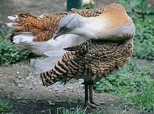 Acicalado para Niños