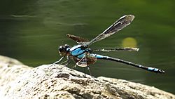Lestoididae para Niños