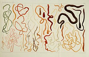 Nemertea para Niños